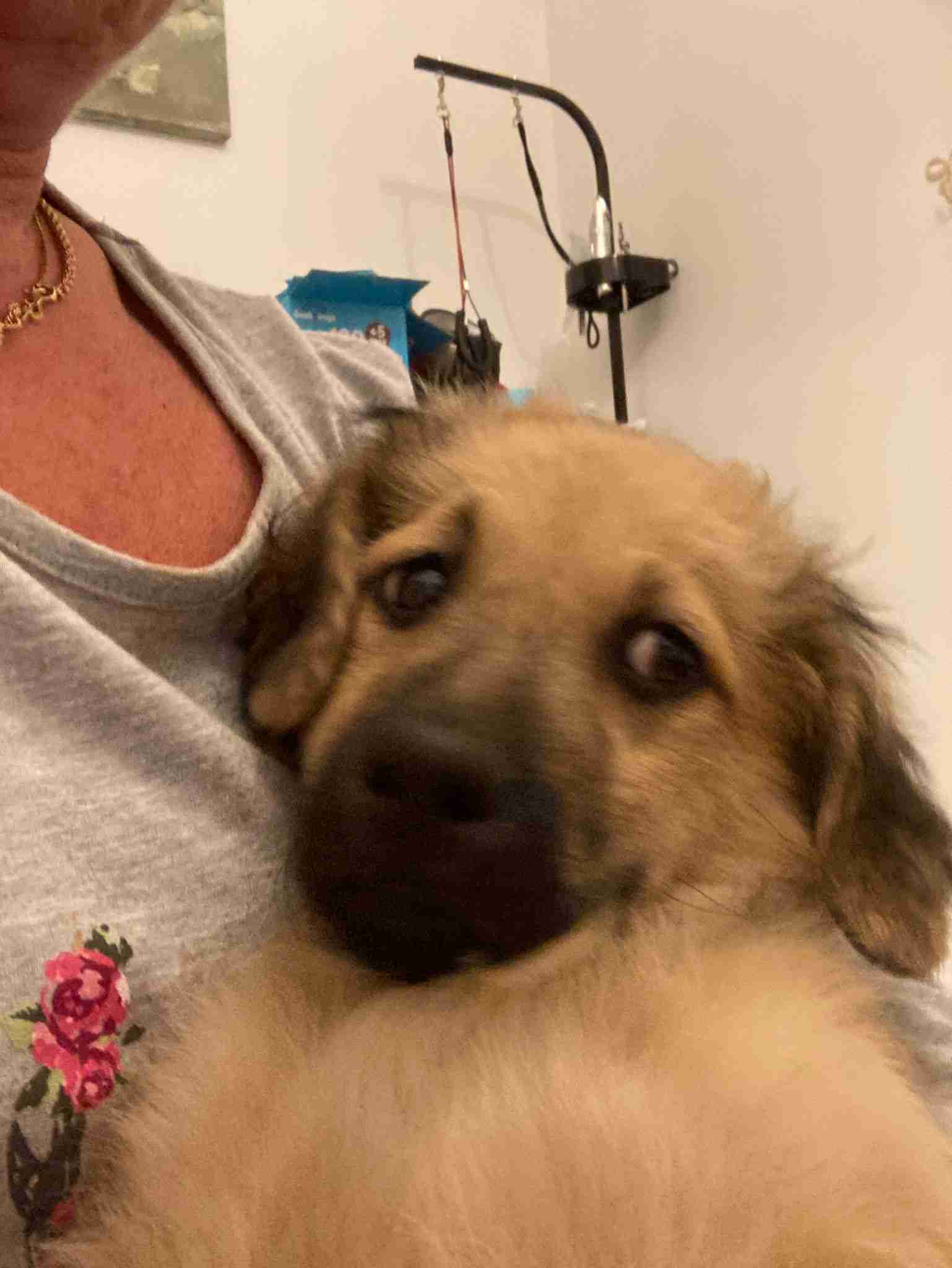 Cadi - 8 year old male Labrador available for adoption