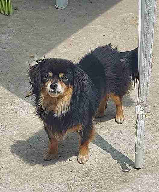 Cadi - 8 year old male Labrador available for adoption
