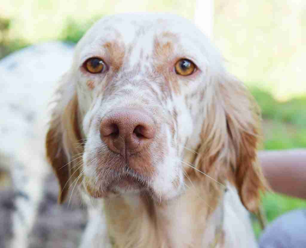 Impala - 18 month old female English Setter available for adoption