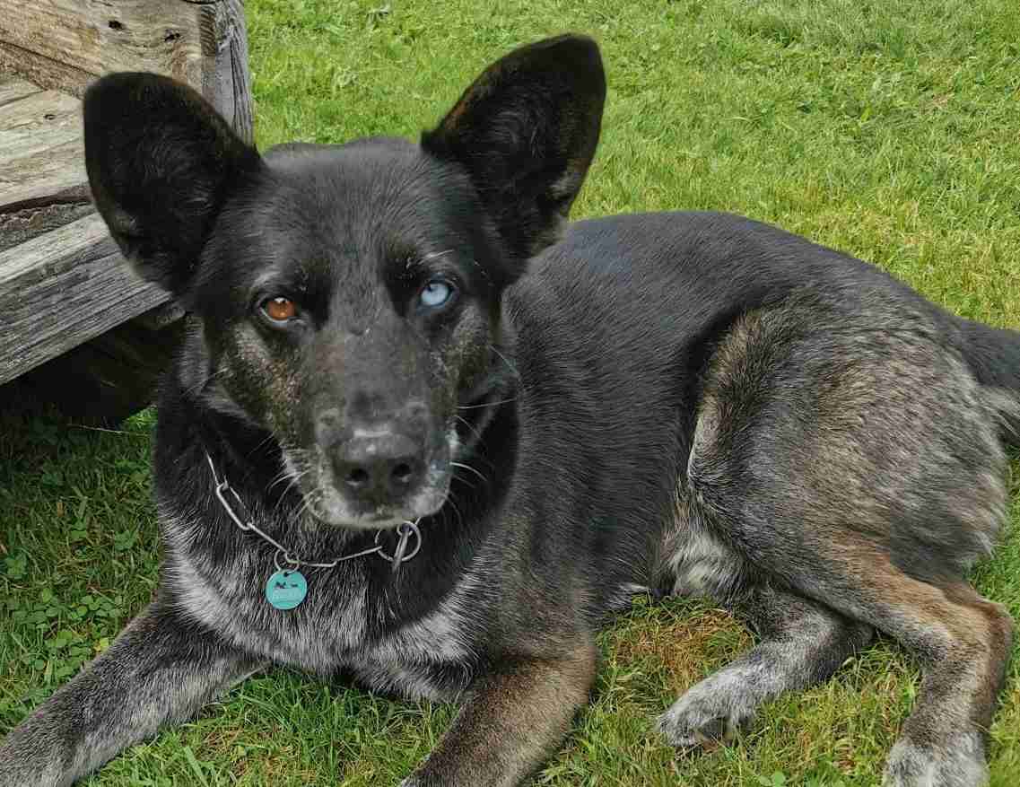 Gooey Rascal - 3 year old male German Shepherd cross Husky available ...