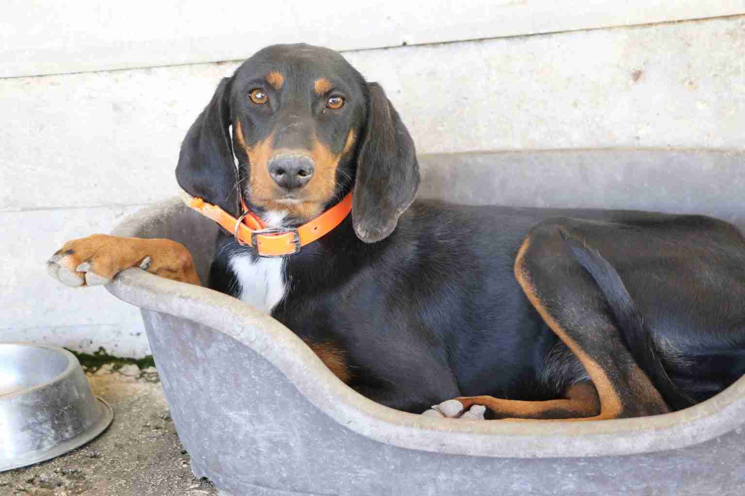 Betty - 4 year old female Podenco (Ibizan Hound) available for adoption