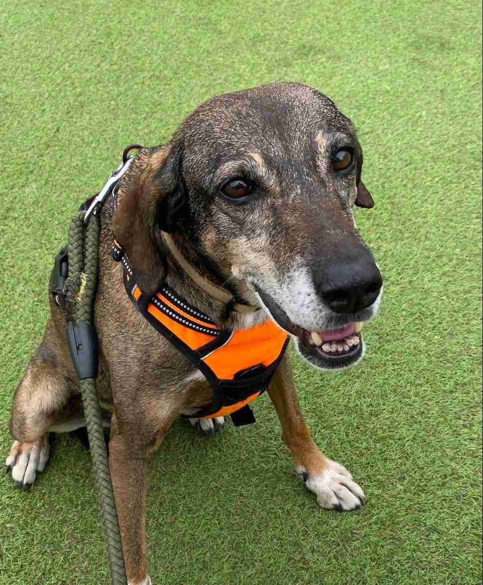 Dash and Splash - 5 month old female Whippet cross English Pointers ...