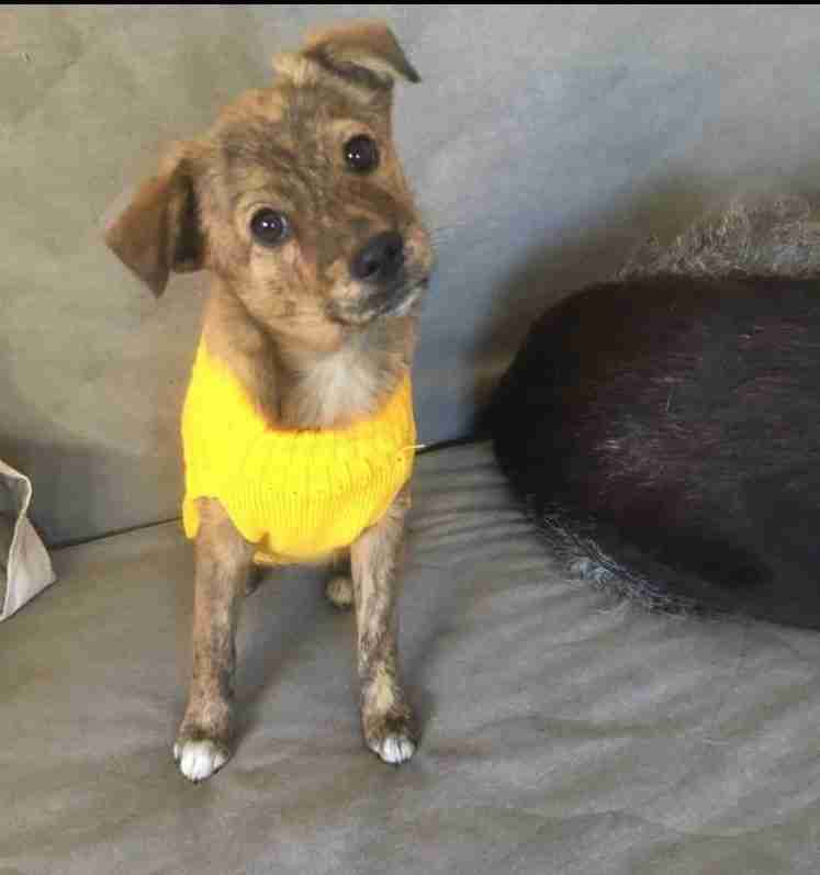 Tilly - 4-5 month old female Cross-Breed available for adoption