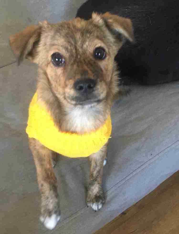 Tilly - 4-5 month old female Cross-Breed available for adoption