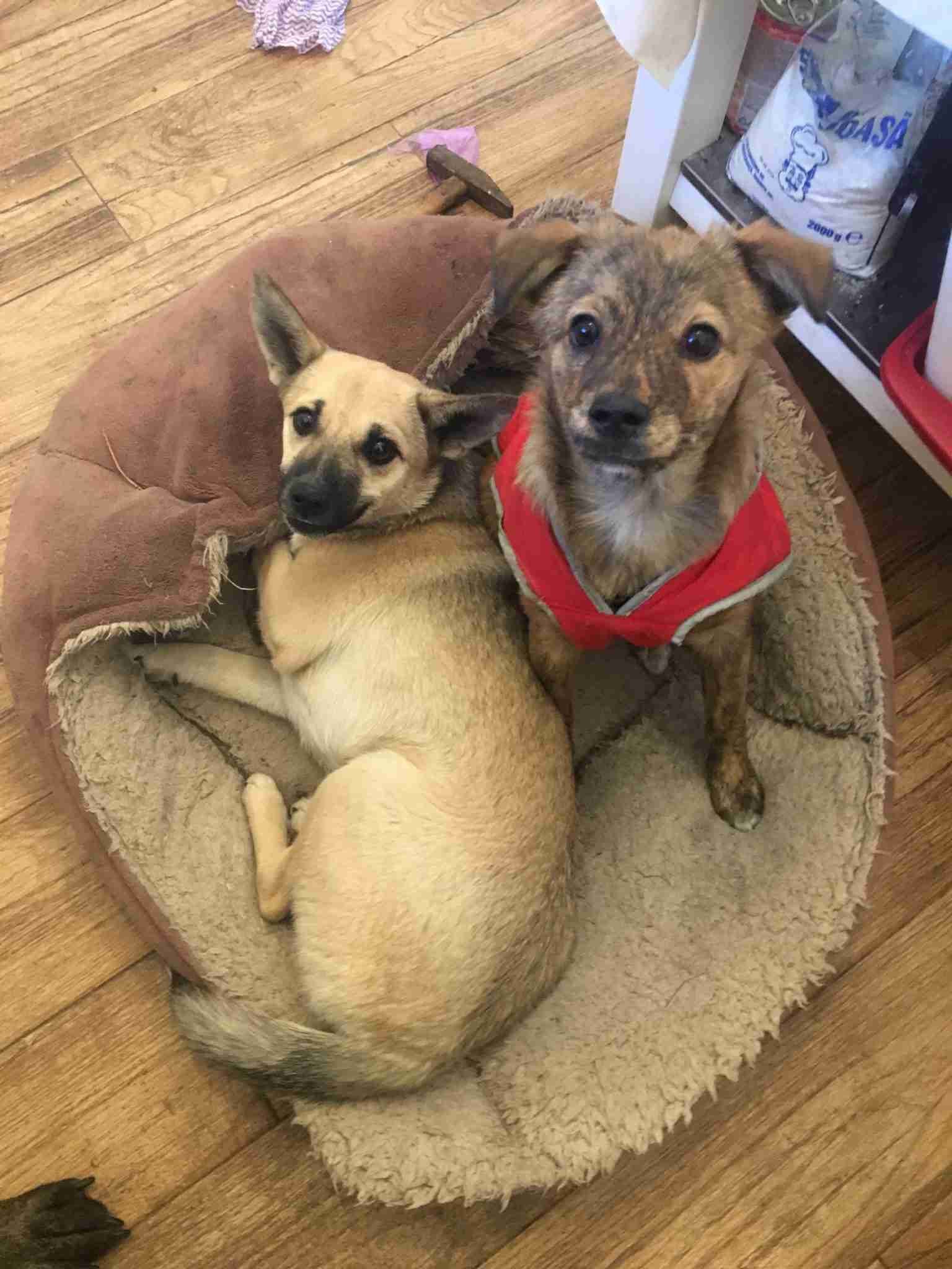 Tilly - 4-5 month old female Cross-Breed available for adoption