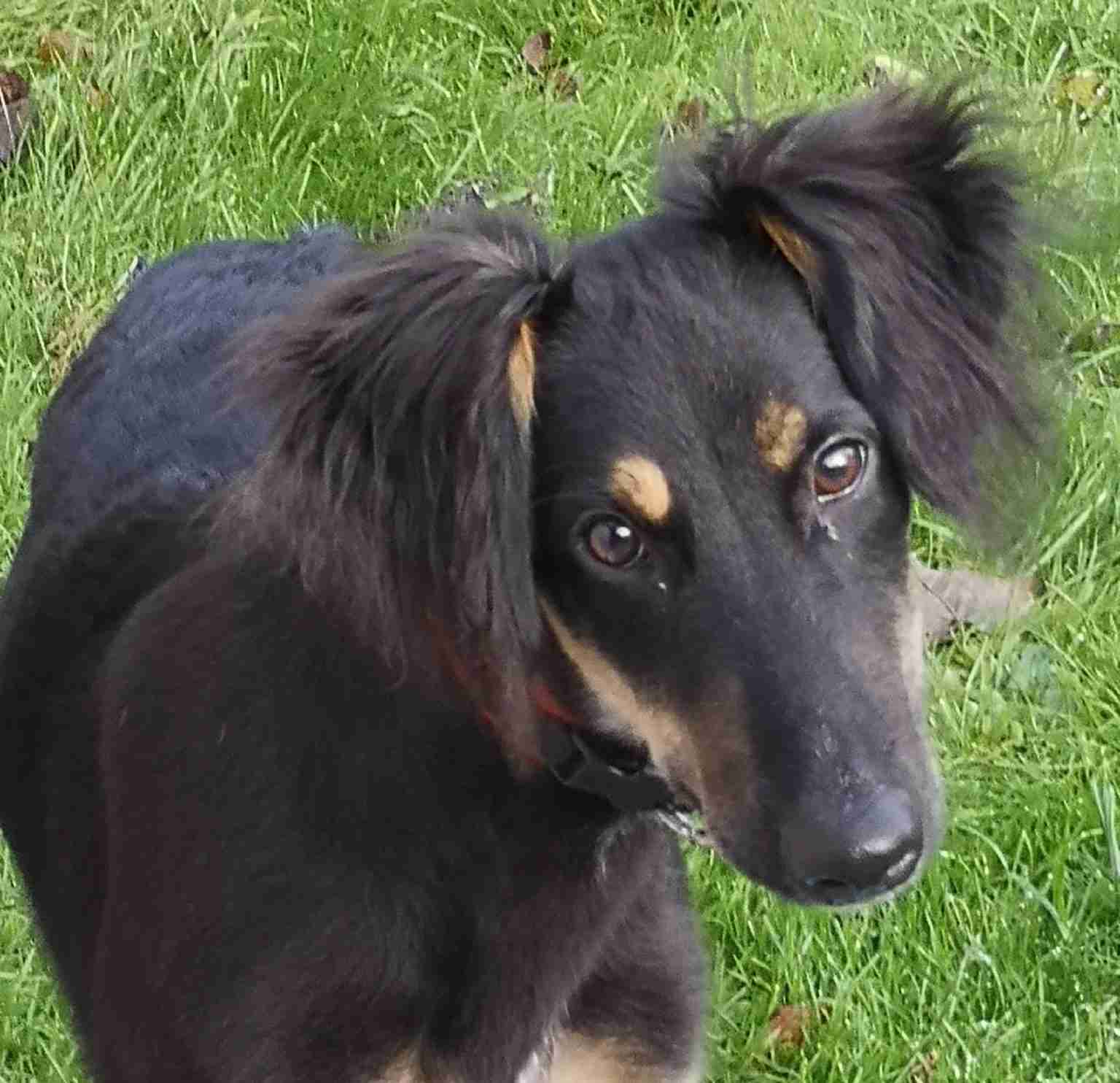Ringo - 1 year old male Dalmatian Cross available for adoption