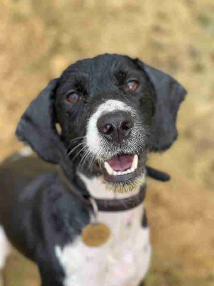Spaniel Aid UK - Dogs for Adoption - dogsblog.com