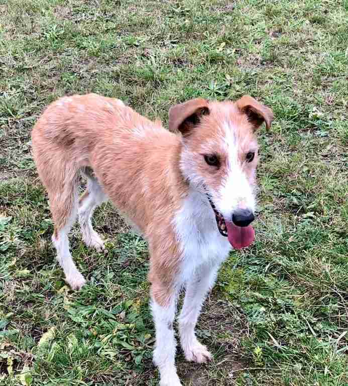 Spritz - 6 year old female Lurcher available for adoption