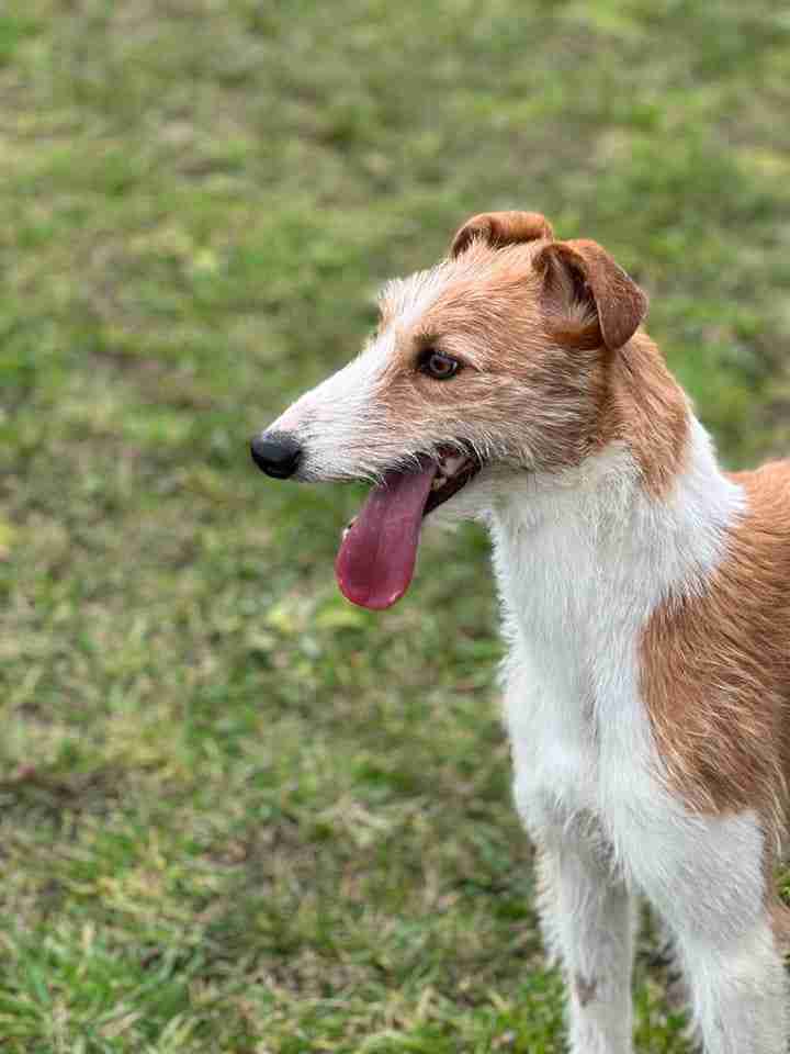 Spritz - 6 year old female Lurcher available for adoption