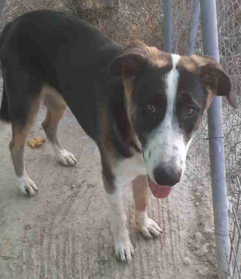 Bailey - 1 year old male Border Collie available for adoption