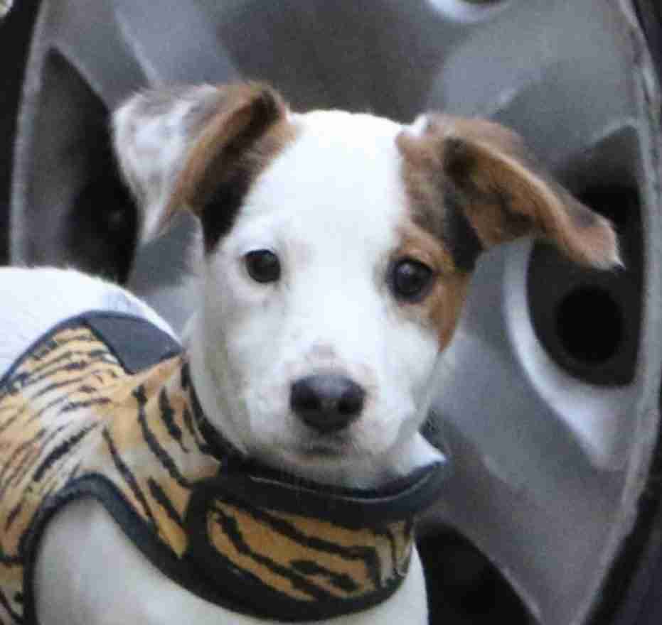 Coco III - 2 year old female Cross-Breed available for adoption