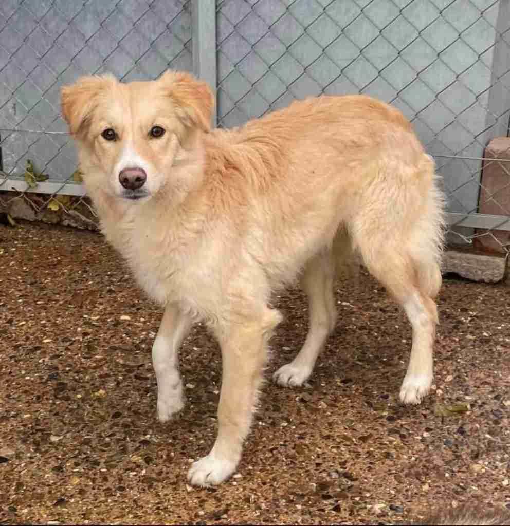 Bertie - 12 month old male Saluki cross Whippet available for adoption