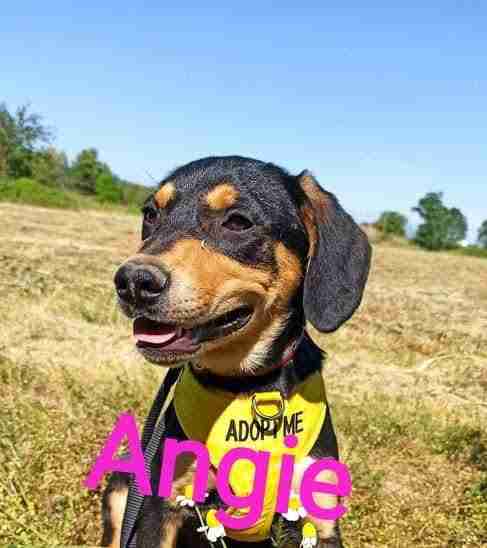 Dot available for adoption