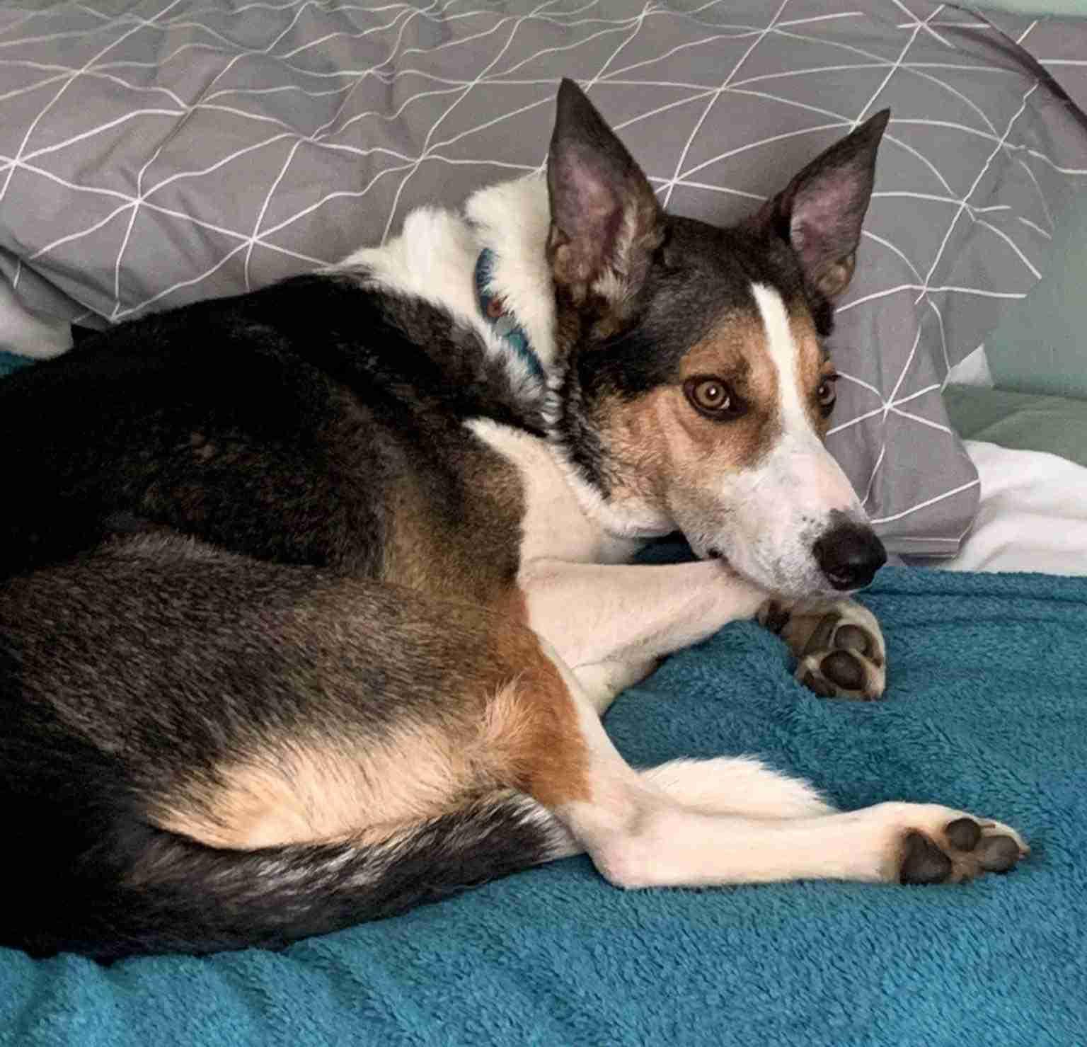 Tommy - 4 year old male Border Collie available for adoption