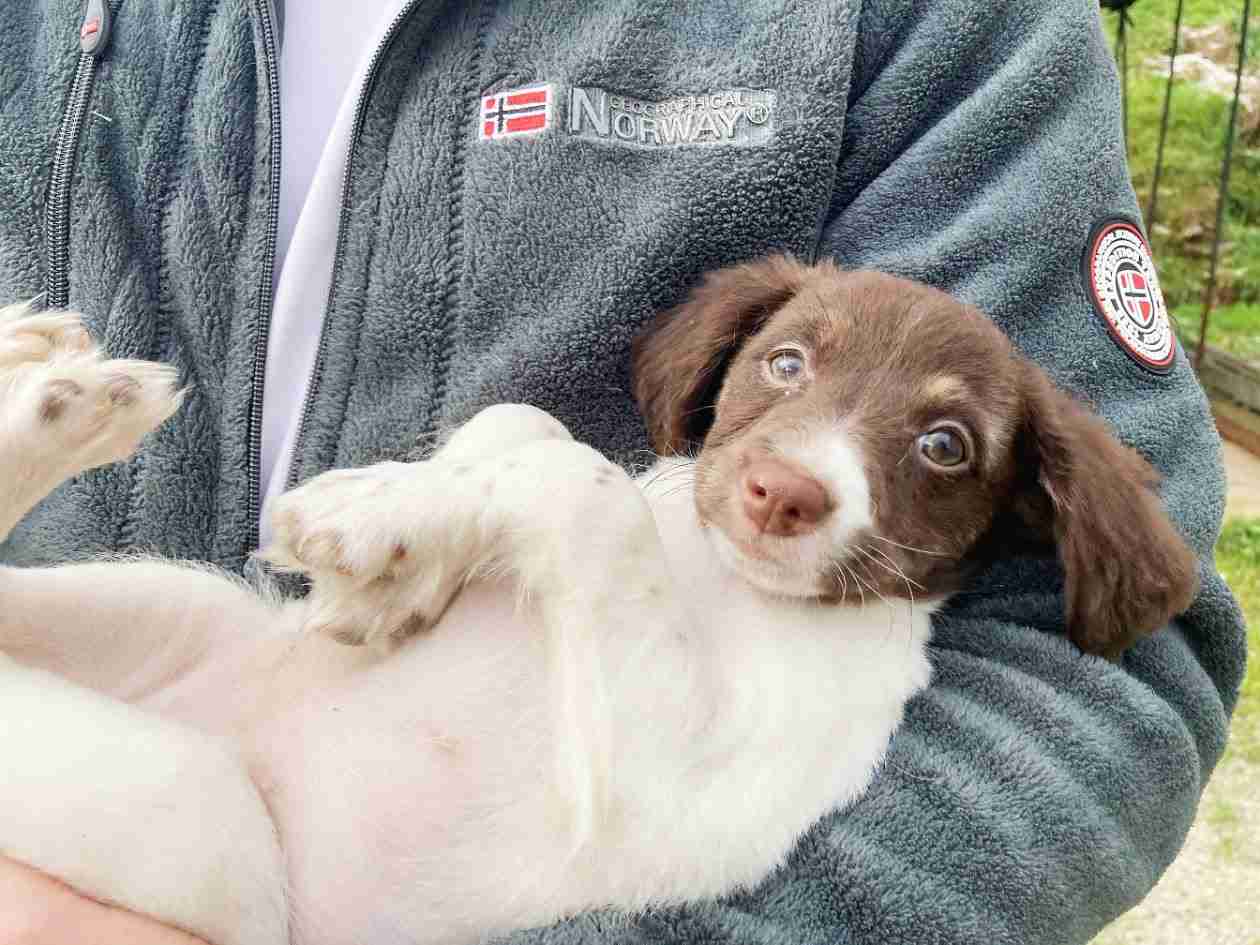 Mickey - 10 year old male Giant Schnauzer available for adoption