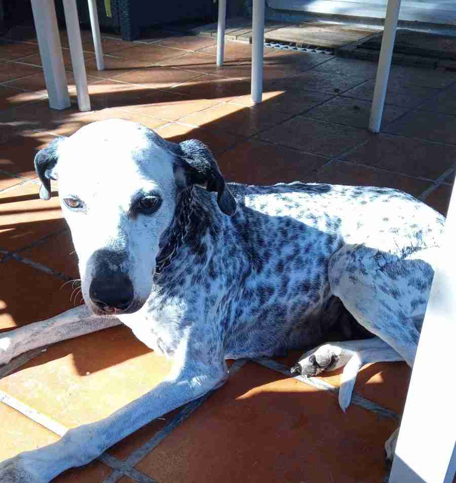 Lola - 12 year old female Dalmatian Cross available for adoption