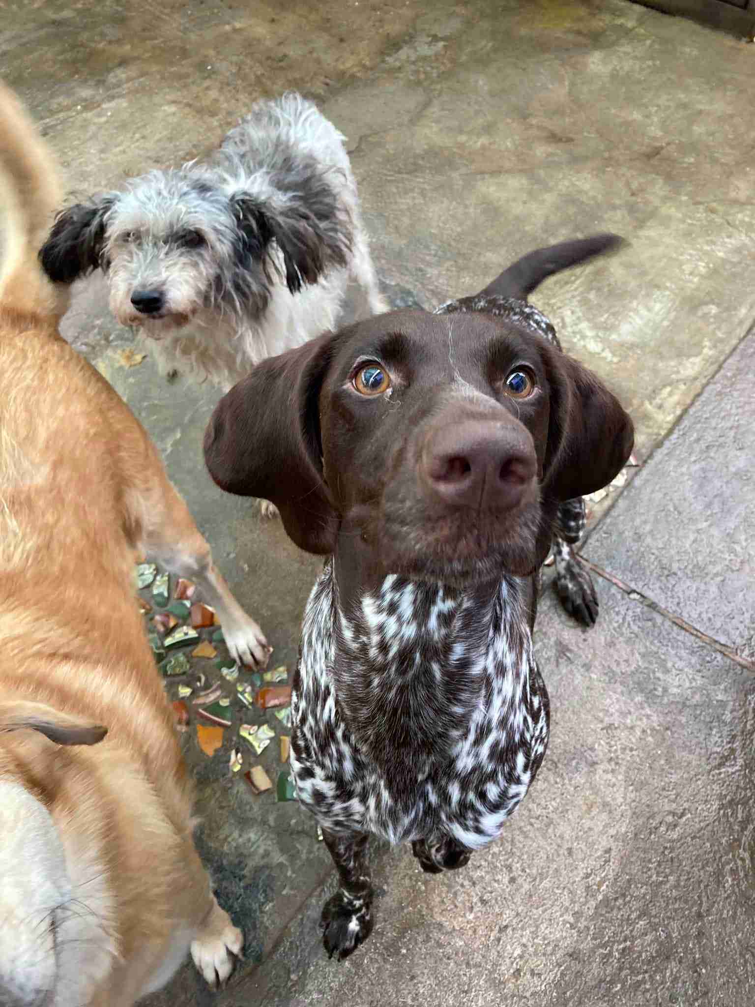 Ella - 18 month old female German Short-Haired Pointer available for ...