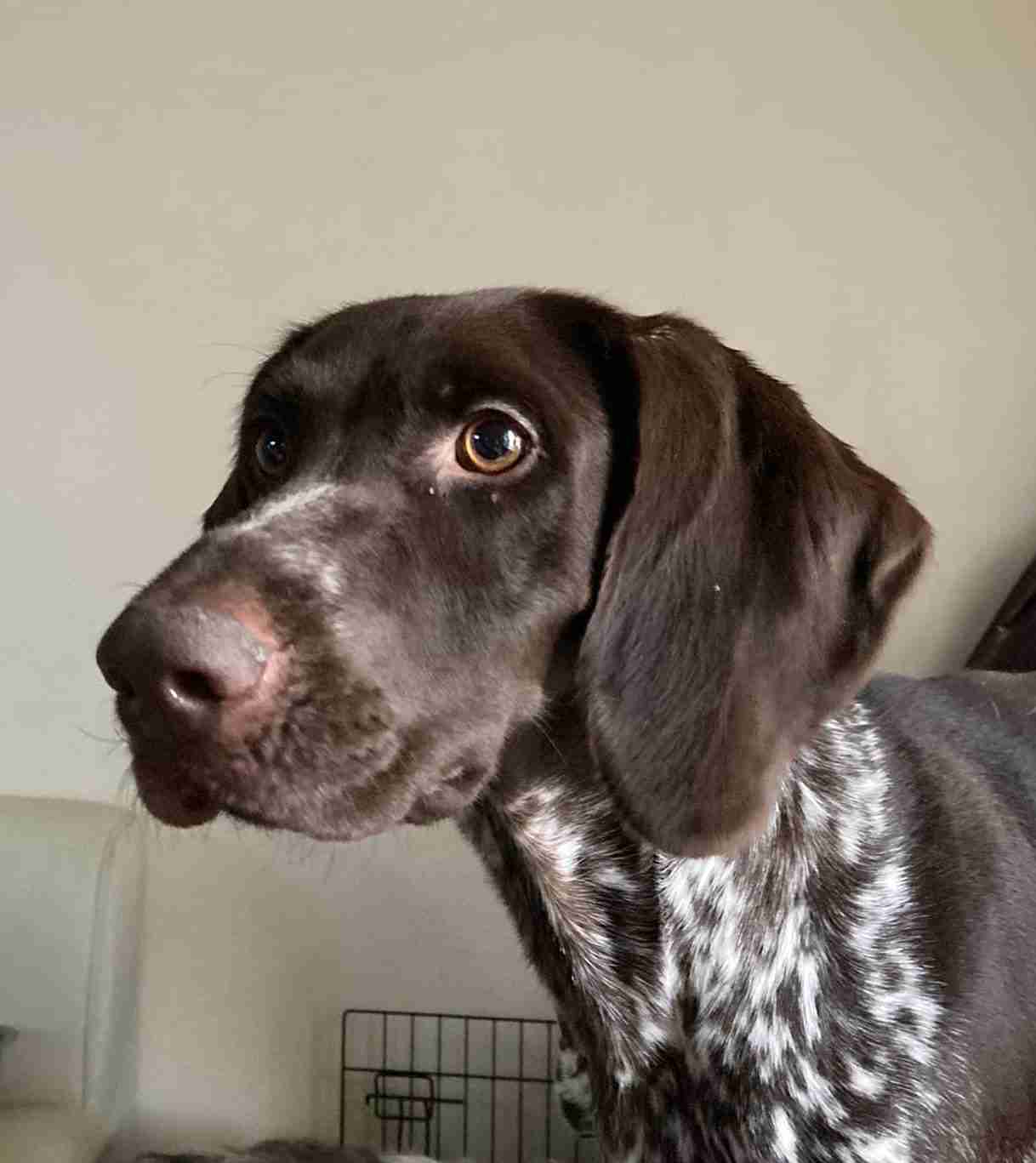 Ella - 18 month old female German Short-Haired Pointer available for ...