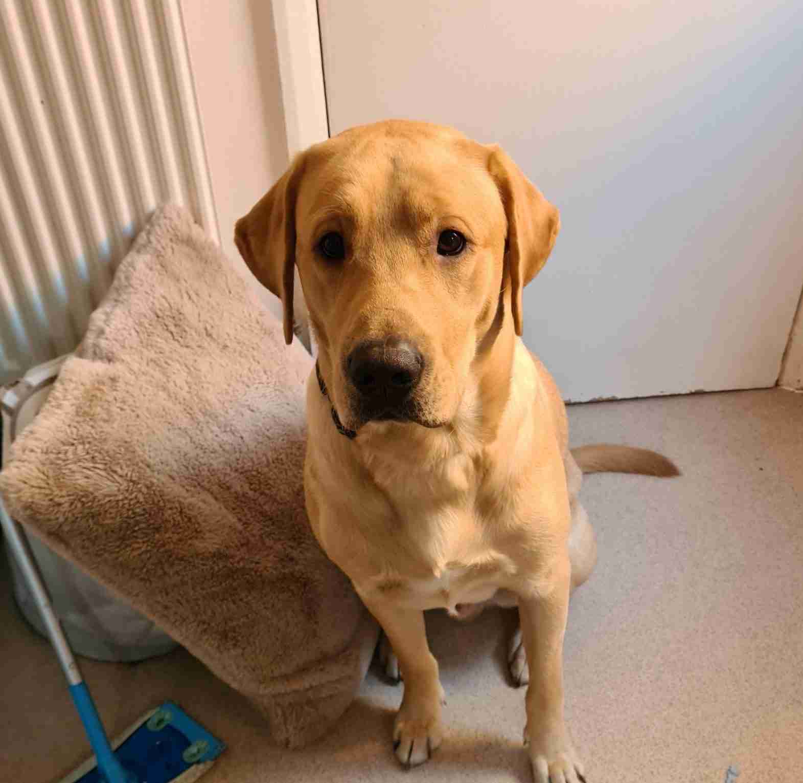 Archie - 1 year old male Saluki Cross available for adoption