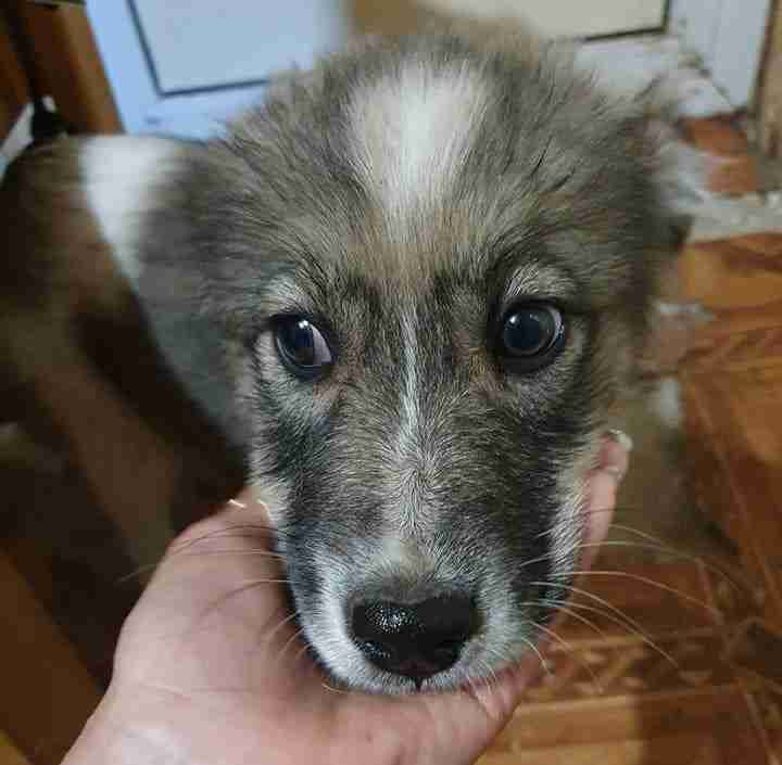 Mickey - 10 year old male Giant Schnauzer available for adoption