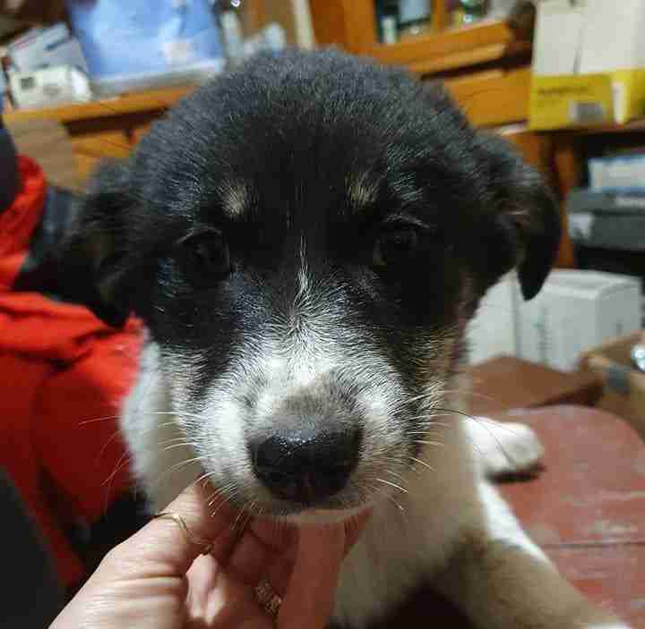 Mickey - 10 year old male Giant Schnauzer available for adoption