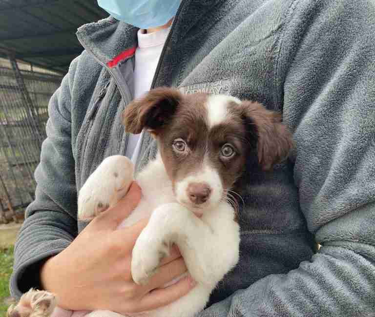 Mickey - 10 year old male Giant Schnauzer available for adoption