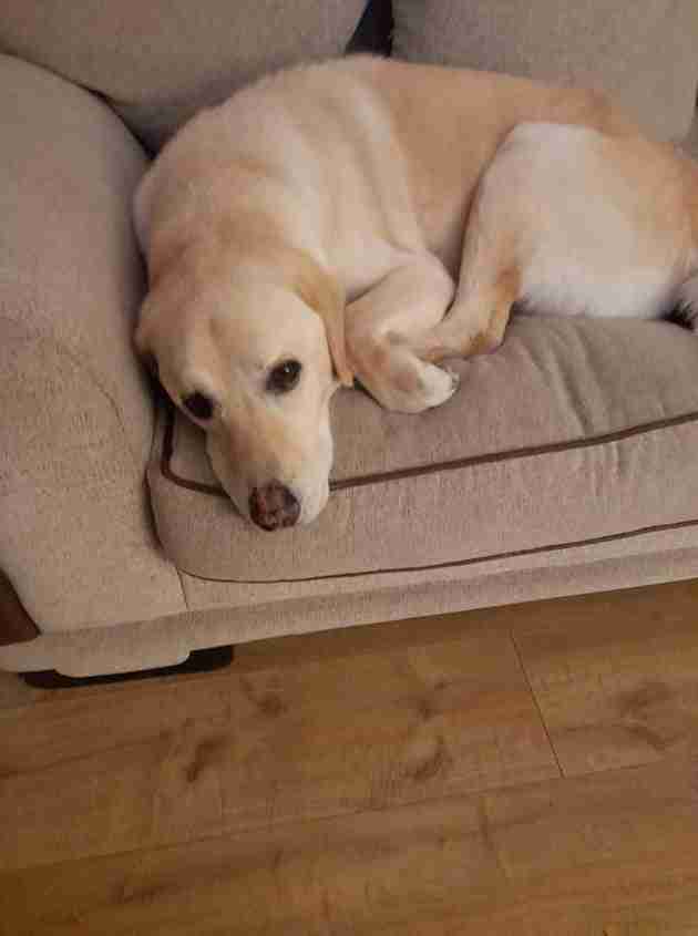 Ozzy – 7 year old male Labrador available for adoption