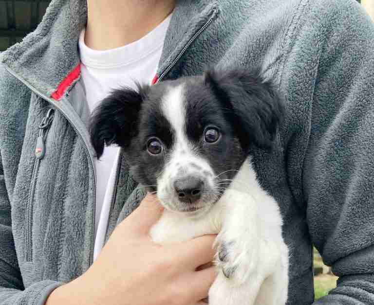 Mickey - 10 year old male Giant Schnauzer available for adoption