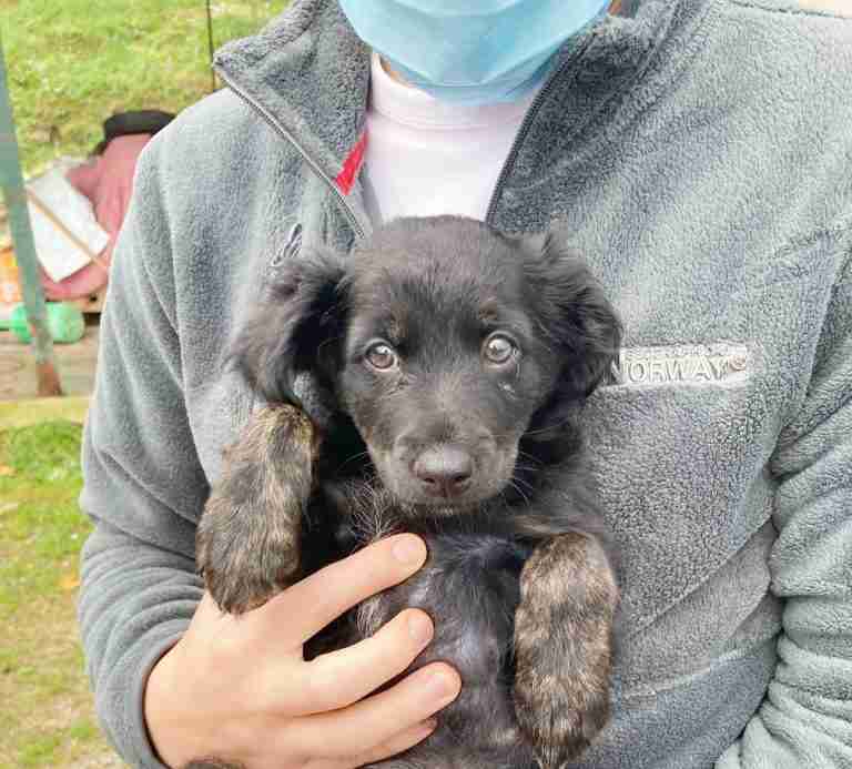 Mickey - 10 year old male Giant Schnauzer available for adoption