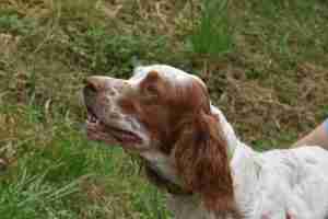 Negu and Lan - 3-4 year old male English Setters available for adoption
