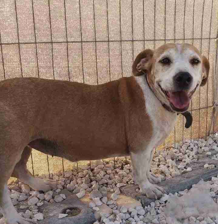 Negu and Lan - 3-4 year old male English Setters available for adoption