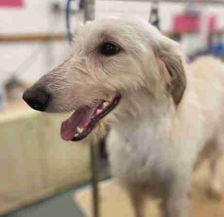 5 Lovely Lurchers Who Are Ready For Love