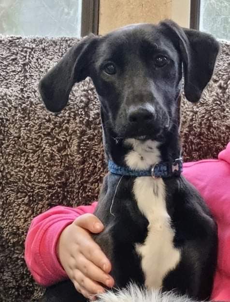 Benji - 6 month old male English Spaniel Springer cross Lurcher ...