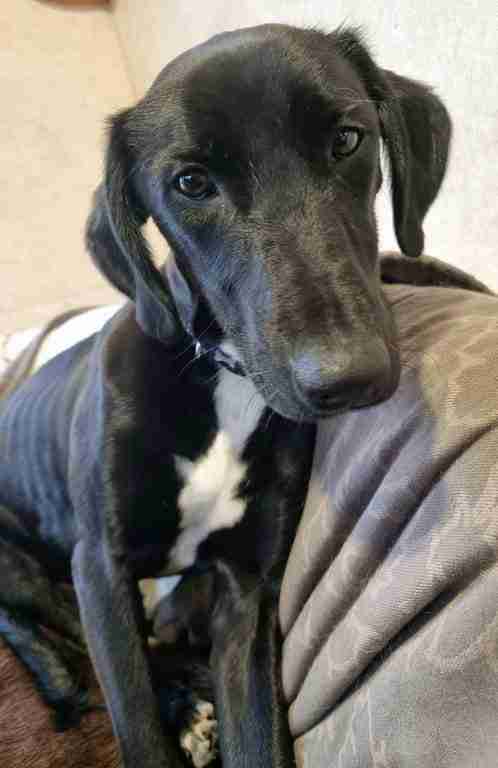 Benji - 6 month old male English Spaniel Springer cross Lurcher ...