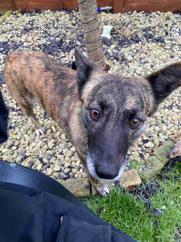 Dogs Without Borders Scotland - Dogs for Adoption - dogsblog.com