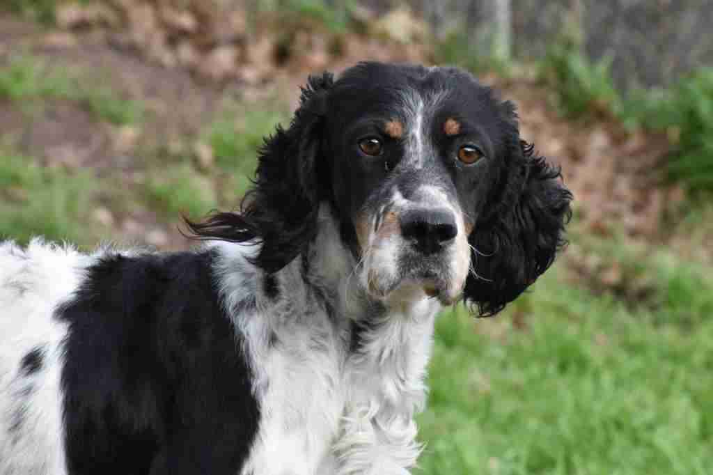 Candy - 3 year old female Cavalier King Charles Spaniel available for ...