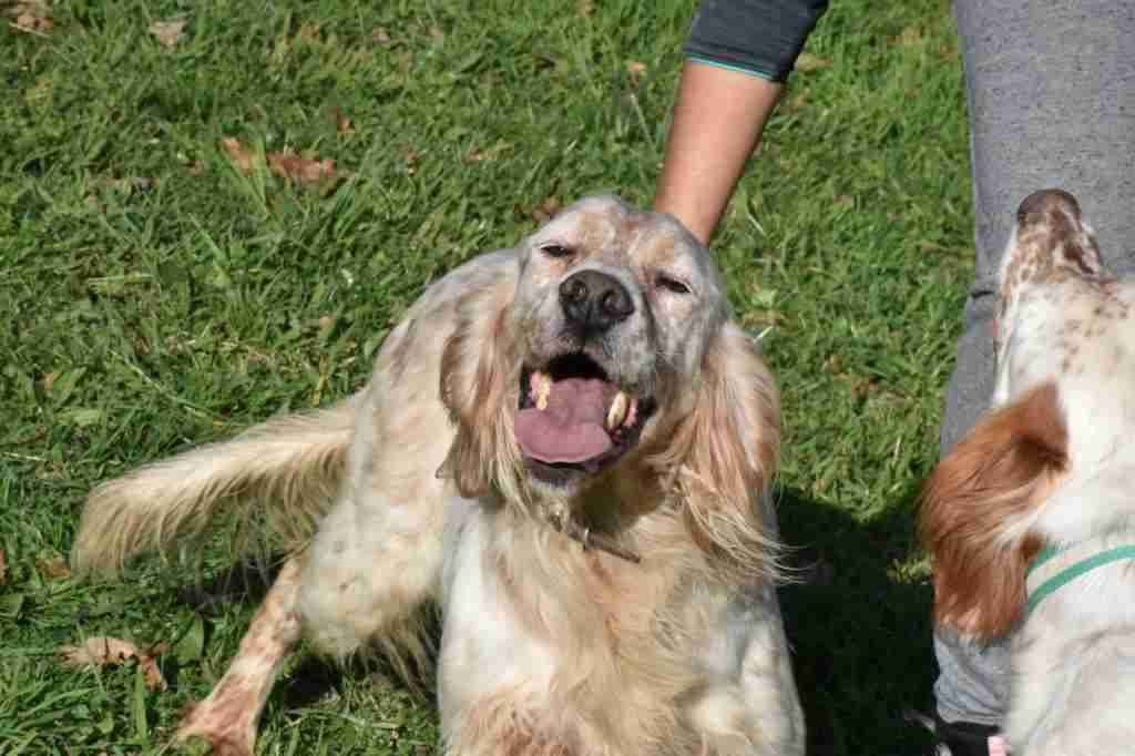 Candy - 3 year old female Cavalier King Charles Spaniel available for ...