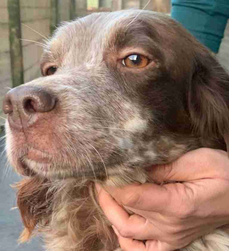 Roxy - 18 month old female Rottweiler available for adoption