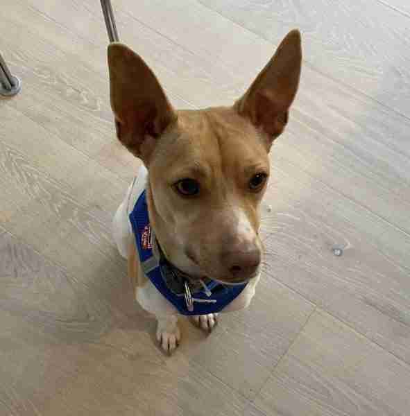 Milo - 1-2 year old male Basenji Cross available for adoption
