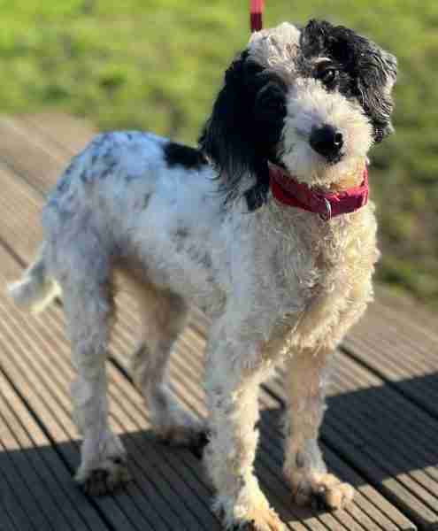 Daisy - 7 month old female Cockapoo available for adoption