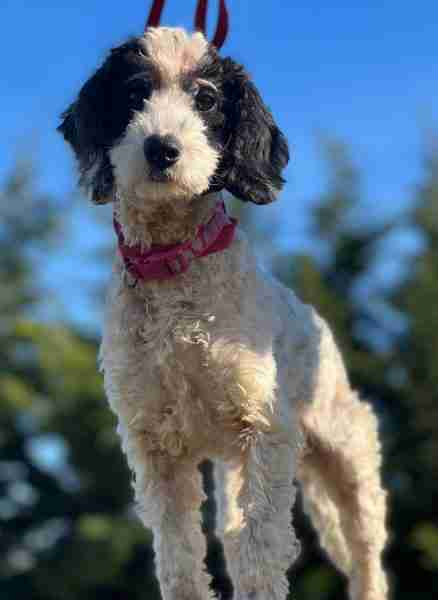 Daisy - 7 month old female Cockapoo available for adoption