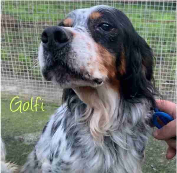 Golfi - 7 year old female English Setter available for adoption