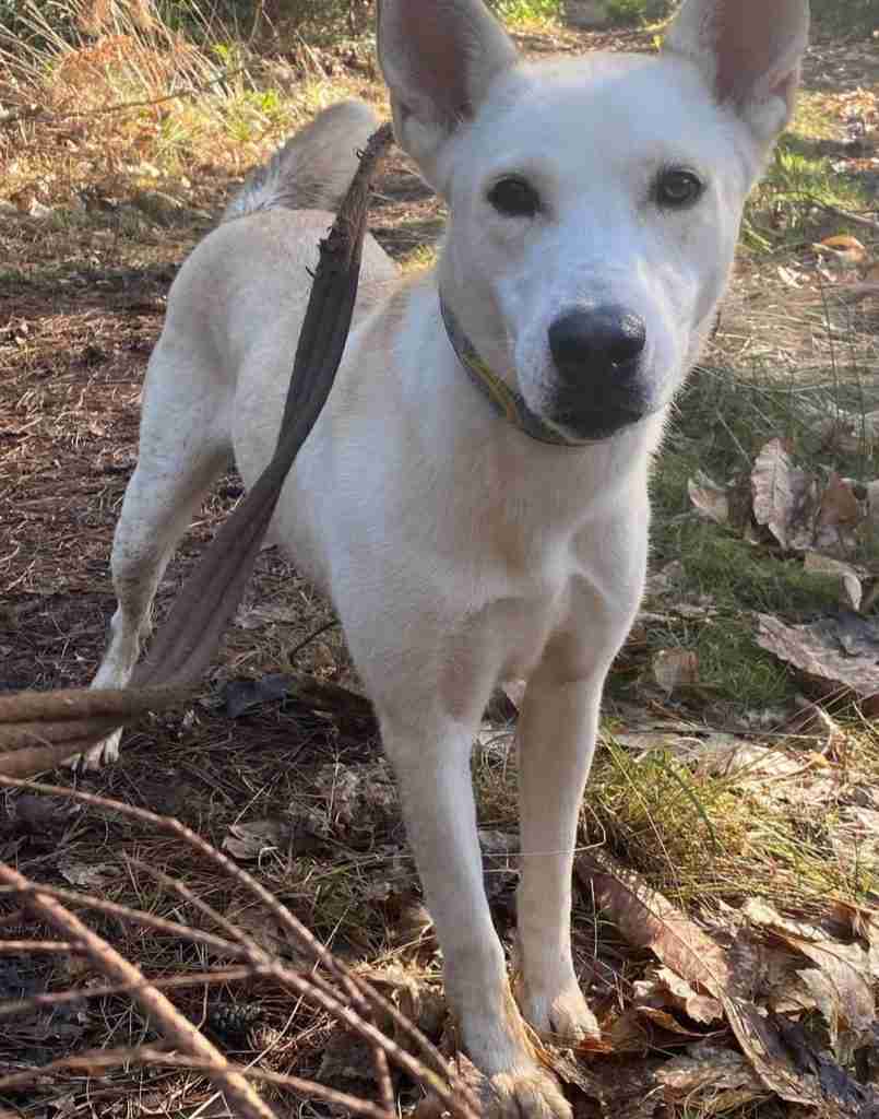 Arabella - 2 year old female Cross-Breed available for adoption