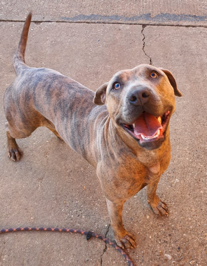 All Dogs Matter London - Dogs for Adoption - dogsblog.com