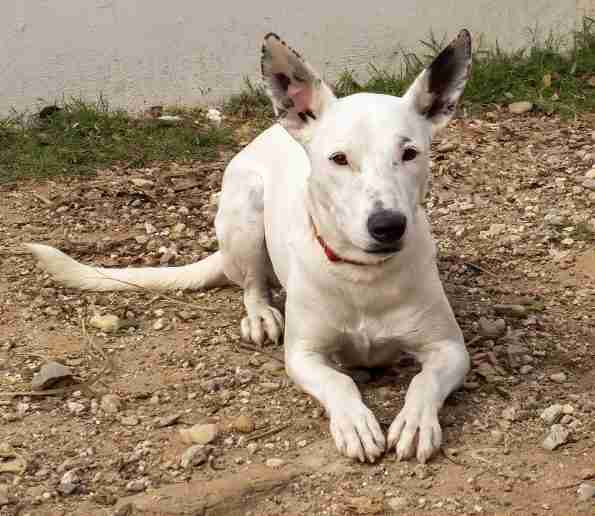 Kira - 2-3 year old female Podenco Cross available for adoption