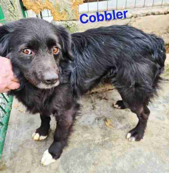 Cobbler - 5 year old male Cross-Breed available for adoption