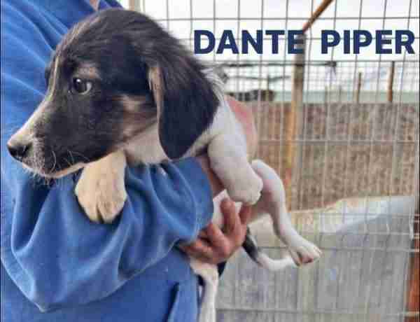 Dante Piper - 4 month old male Cross-Breed available for adoption