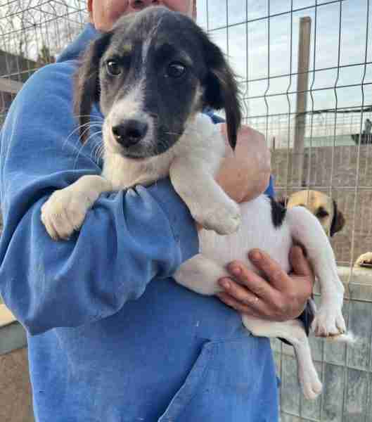 Dante Piper - 4 month old male Cross-Breed available for adoption