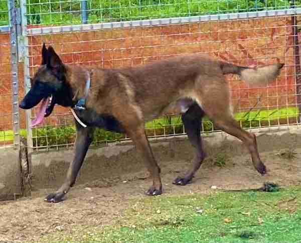 Jack - 1 year old male Belgian Shepherd Cross available for adoption