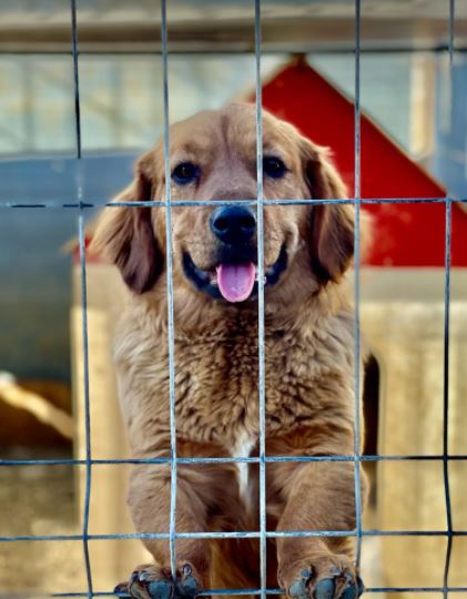 Dogs for adoption - bring joy, adopt a dog!